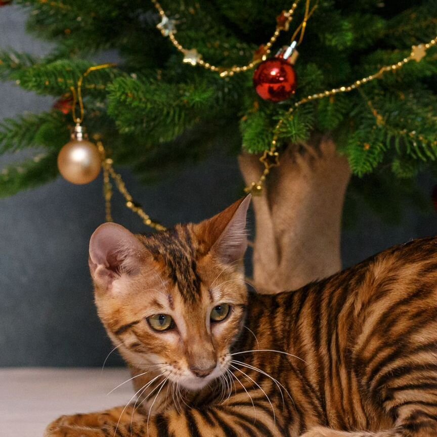Котенок породы тойгер