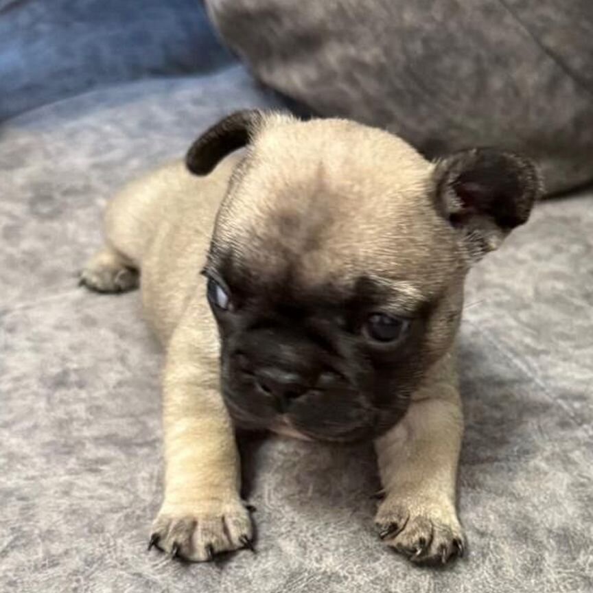 Прода французских бульдожек