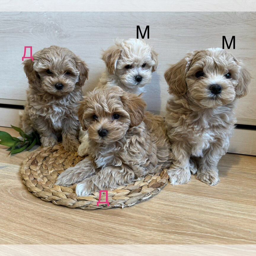 Мальтипу, щенок