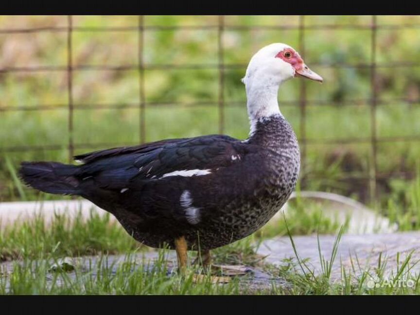 Мясо утки шипуны