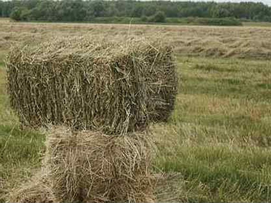 Сено в рулонах