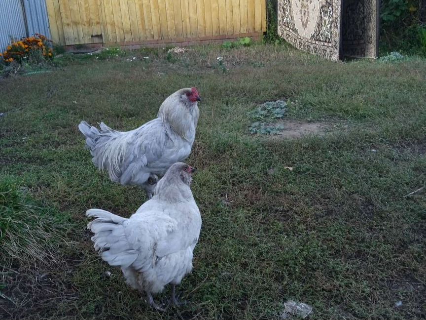 Петух,2 курицы(несутся).Амераукана