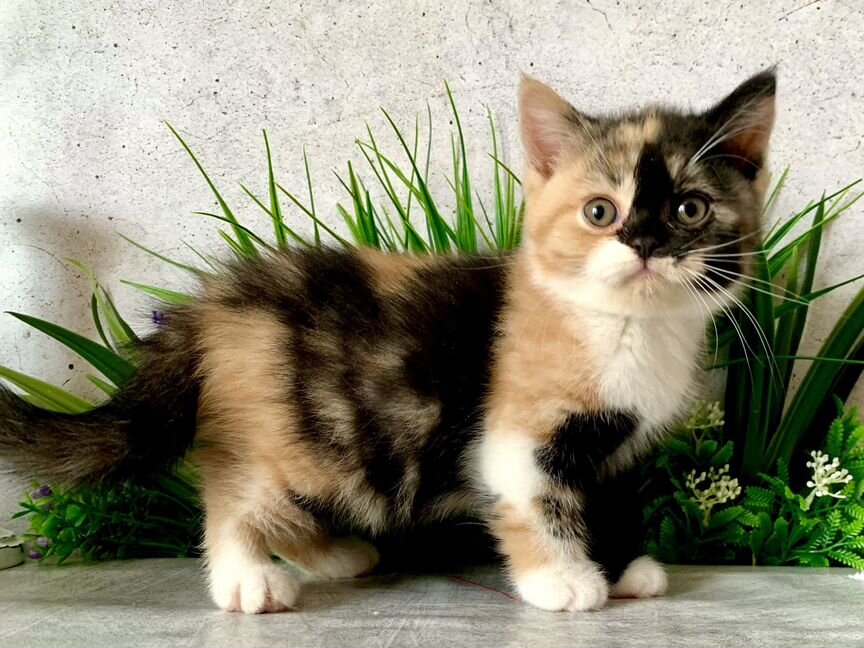 Британская кошечка