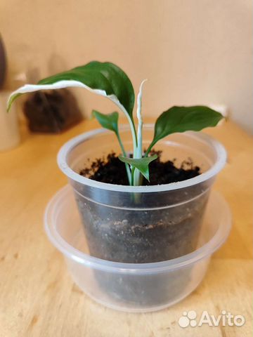 Спатифиллум пикассо купить в Москве | Товары для дома и дачи | Авито