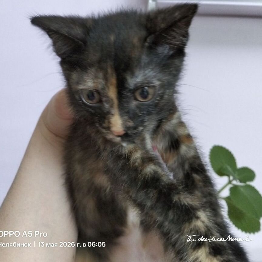 Котёнок в добрые руки