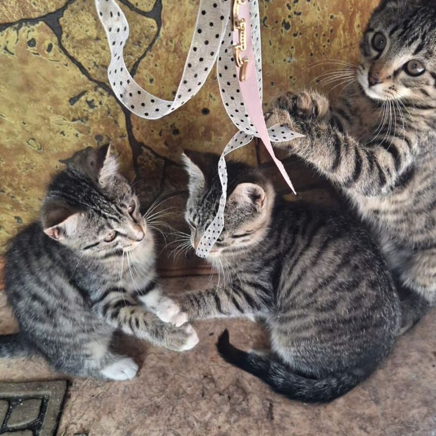Котята в добрые руки бесплатно