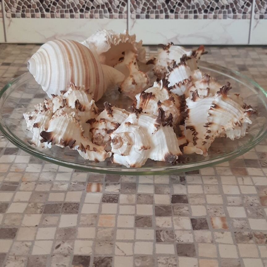 Ракушки для аквариума