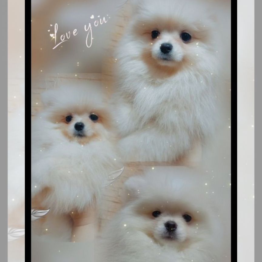 Немецкий шпиц, щенок