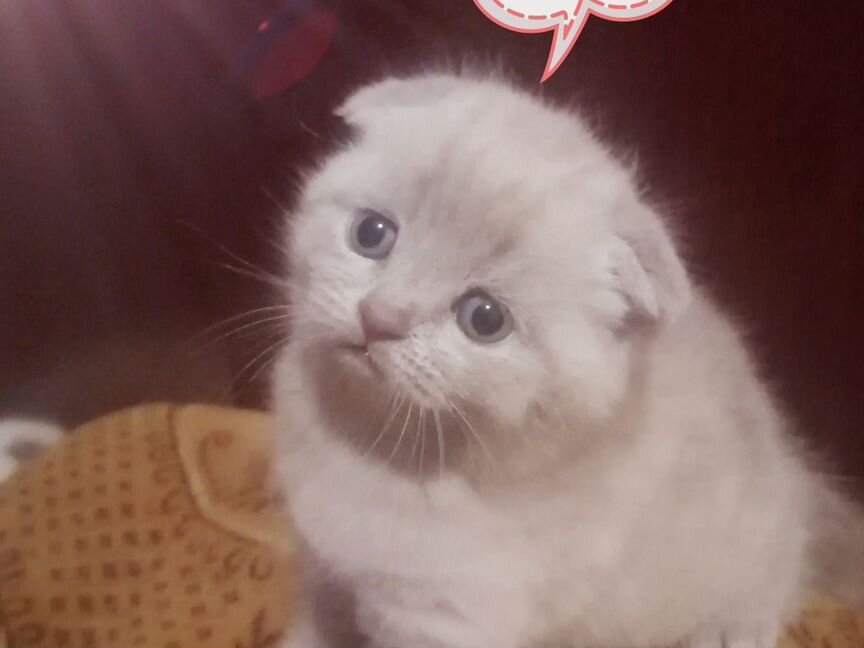 Шотландская
