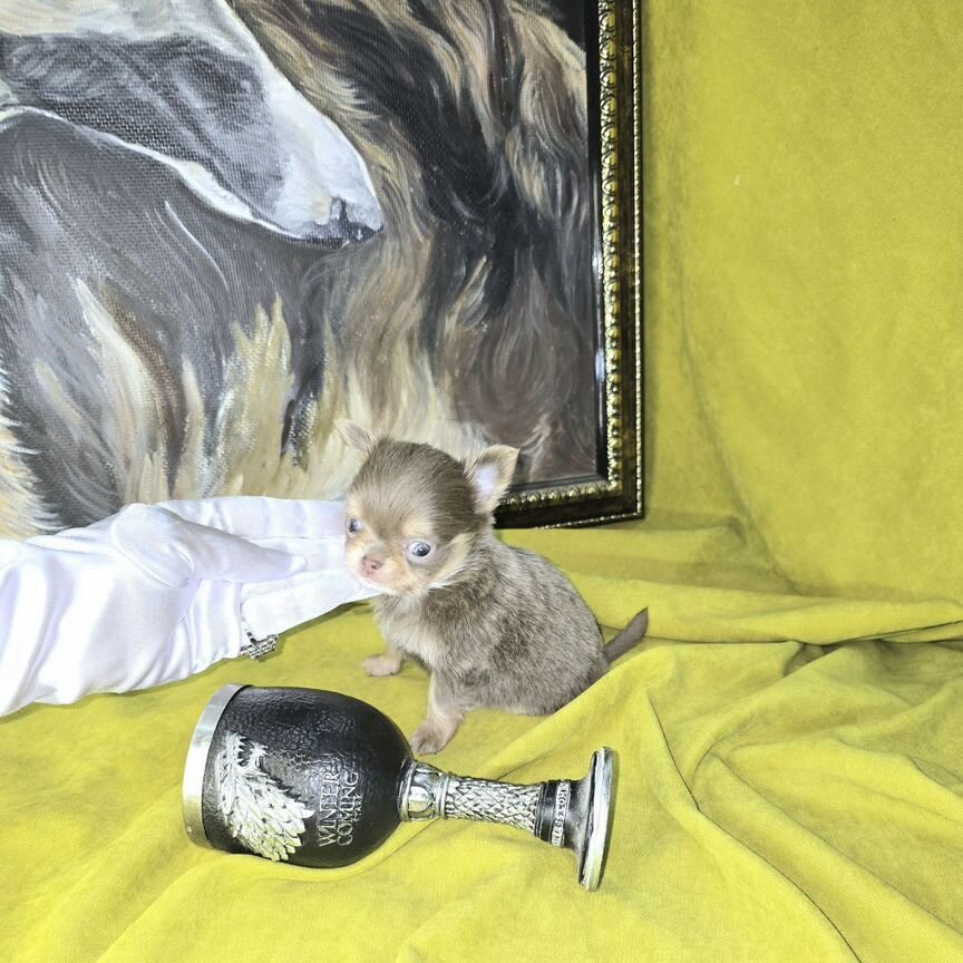 Чихуахуа, щенок