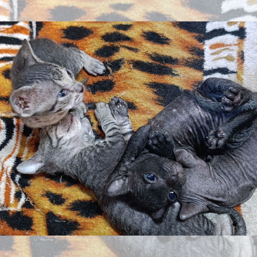 Канадский сфинкс котёнок