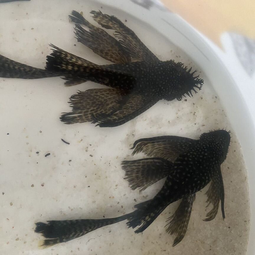 Анциструс вуалевый