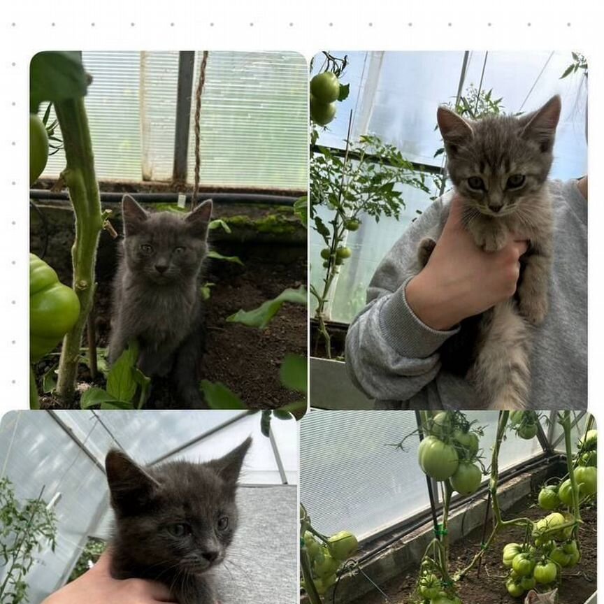 Котята бедомыши девочки