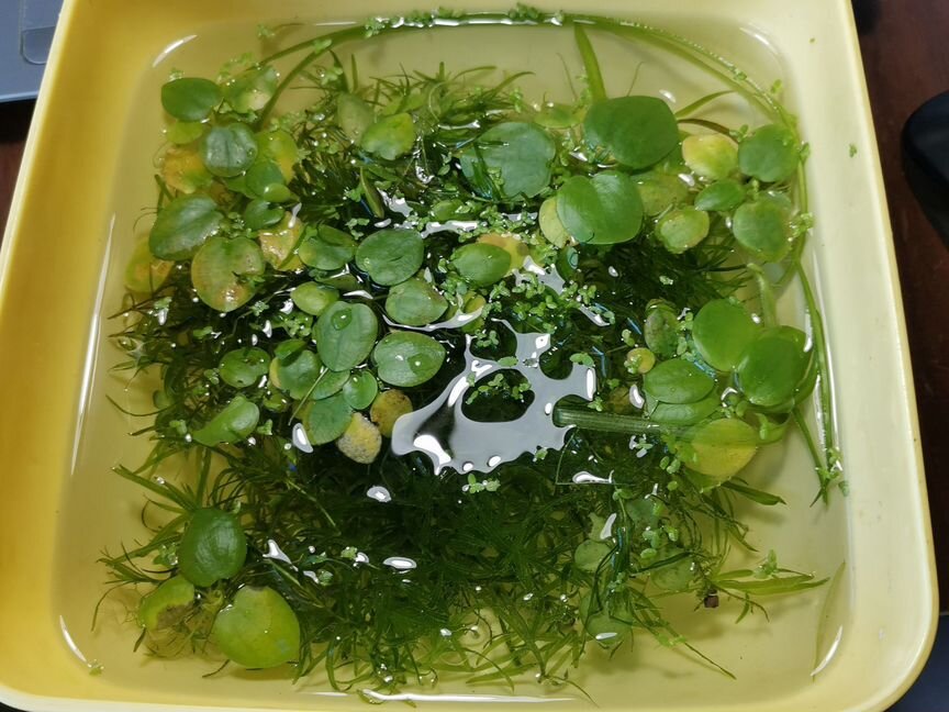 Прополка небольшая