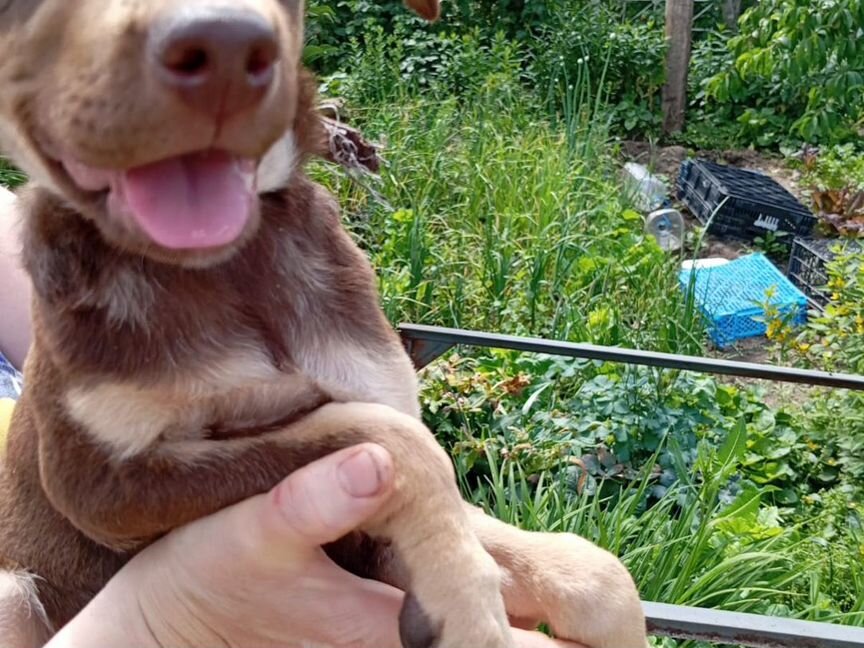 Щенок в добрые руки бесплатно