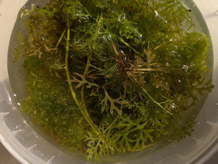 Индийский папоротник