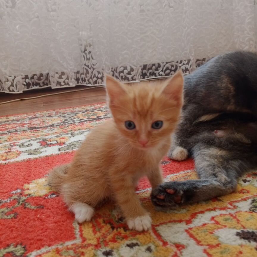 Котята в добрые руки