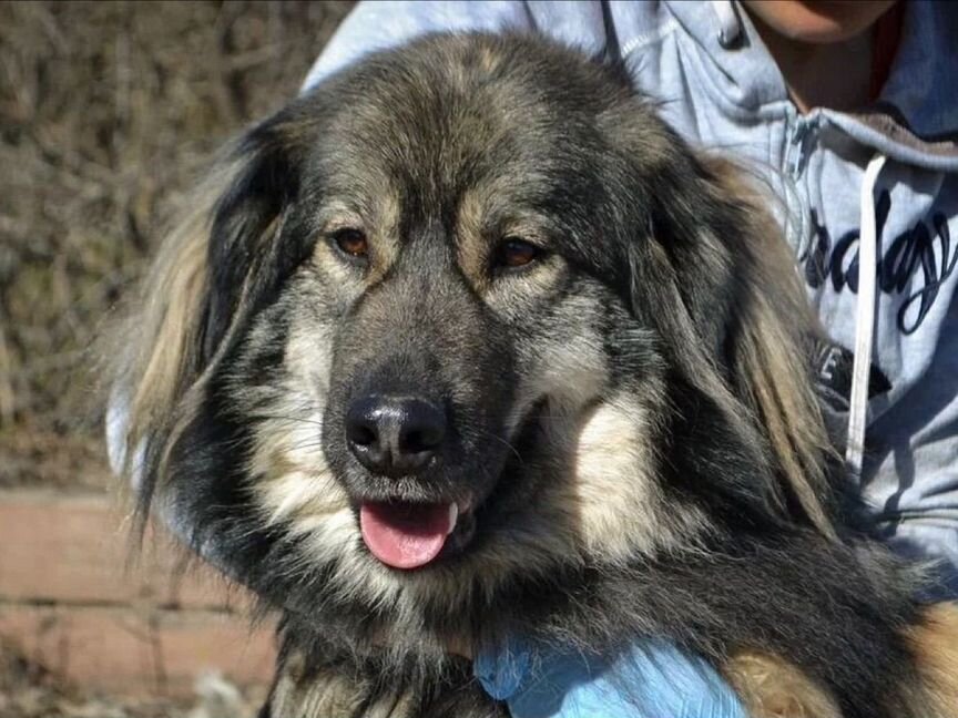 Очаровательный пес Расти