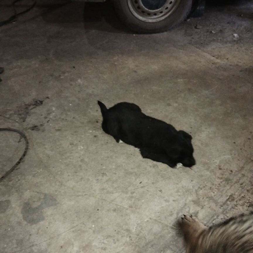 Щенки дворняги мальчик и девочка