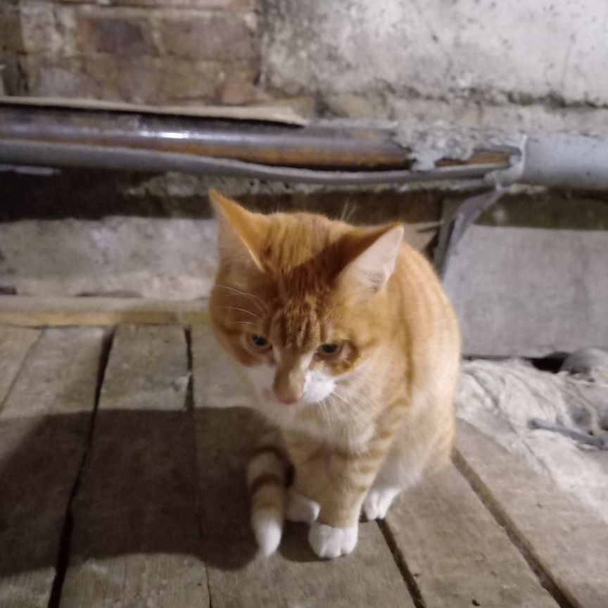 Молодой котик