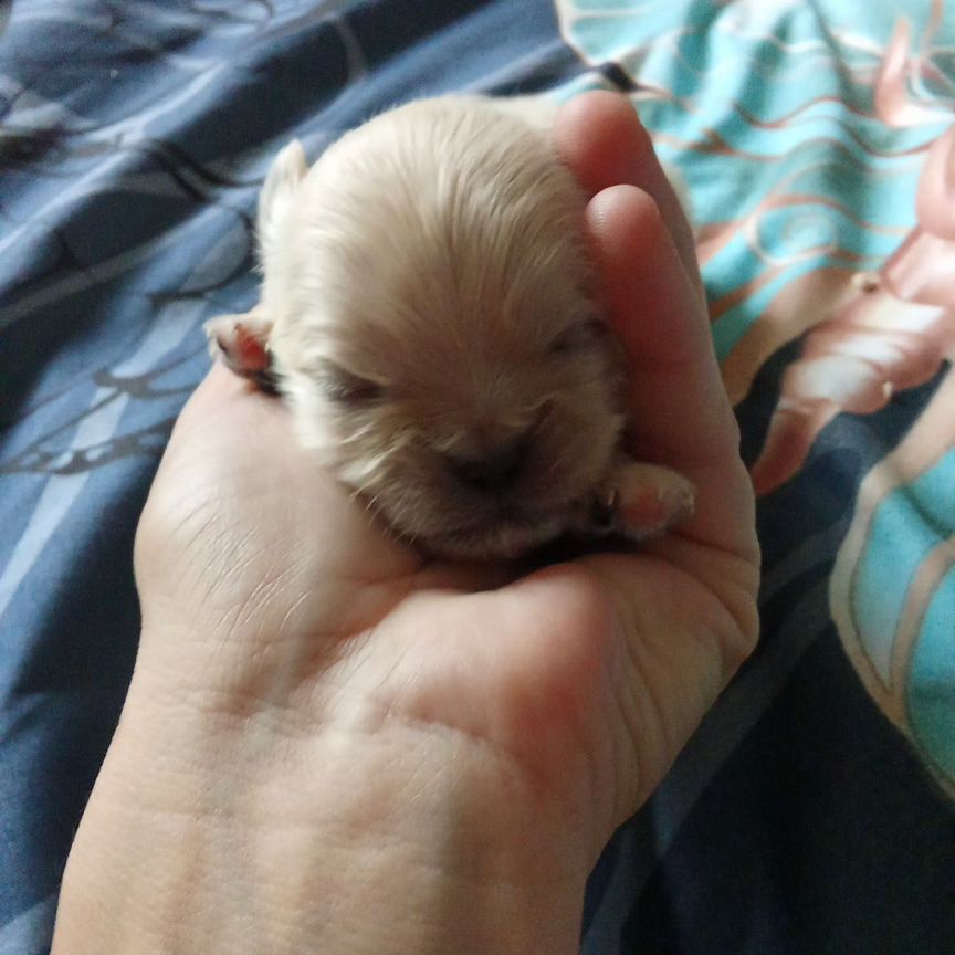 Щенки пекинеса