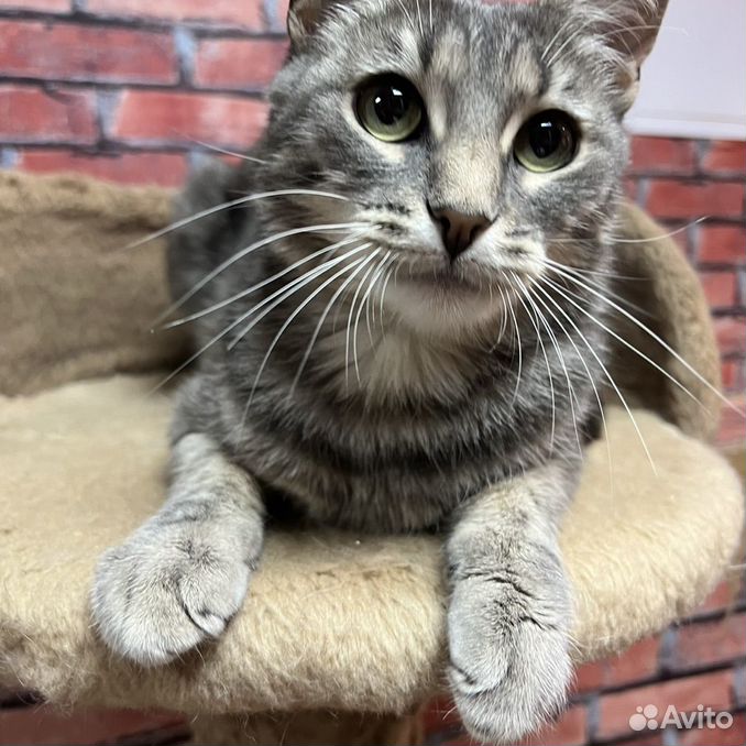 Кошечка Алиса с очень грустными глазами 2 года