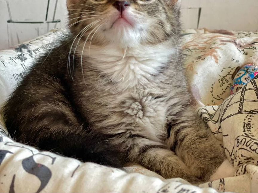 Кошка