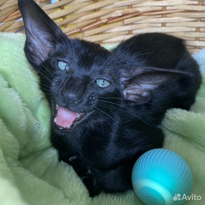 Ориентальные котята экстрими современный тип