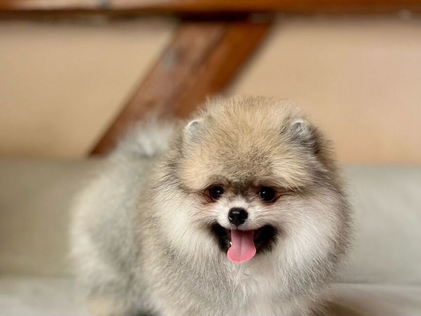 Щенки померанского шпица