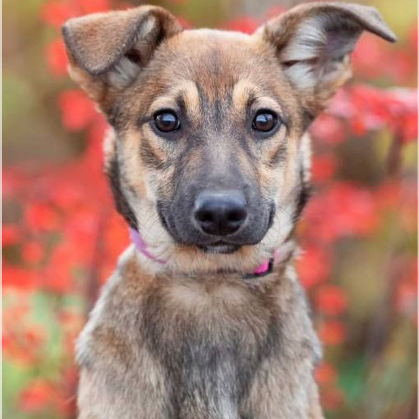 Щенок в добрые руки