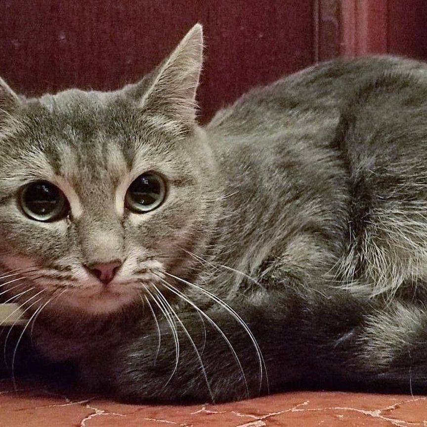 Кошка ищет дом или передержку