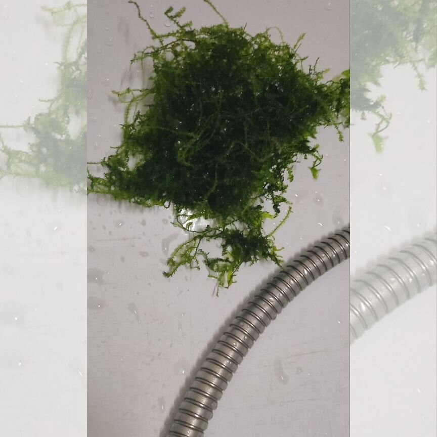 Тазик Яванский мох и мох Ломариопсис