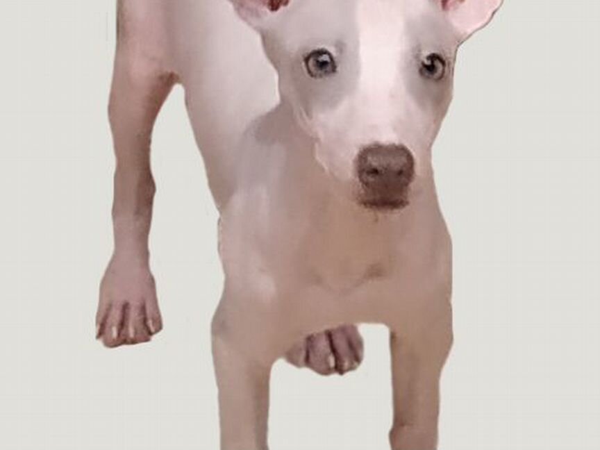 Редкий окрас. Лиловые Американские голые терьеры