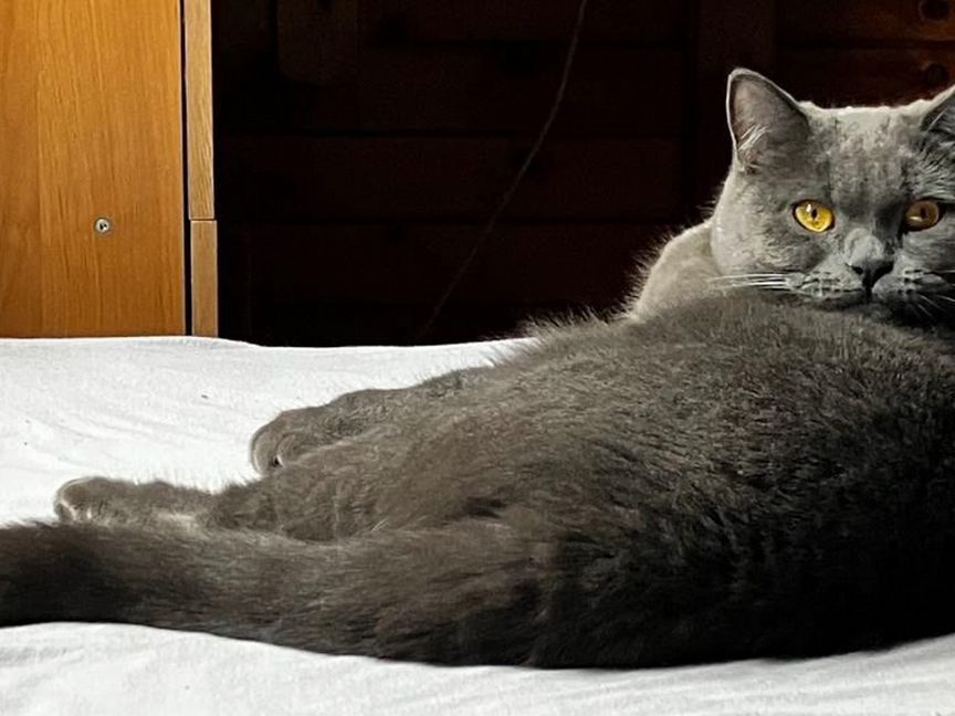Британская кошка