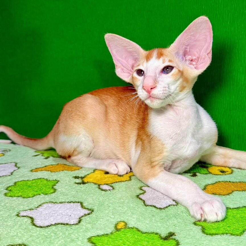 Ориентальный котёнок