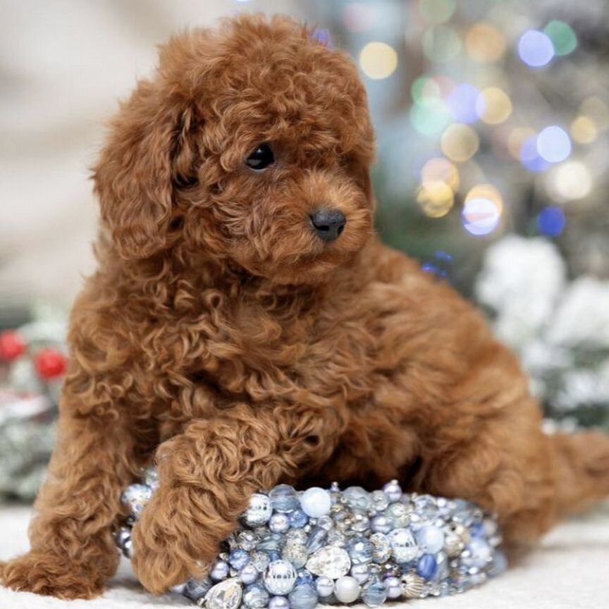 Той-пудель, щенок