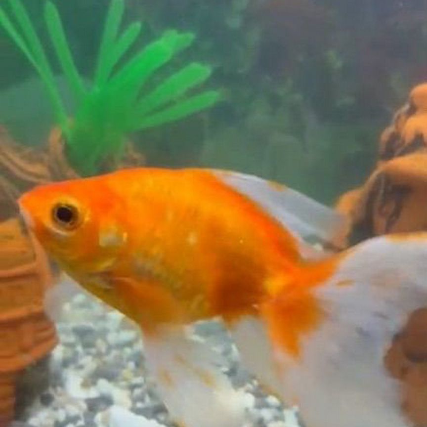 Золотые рыбки