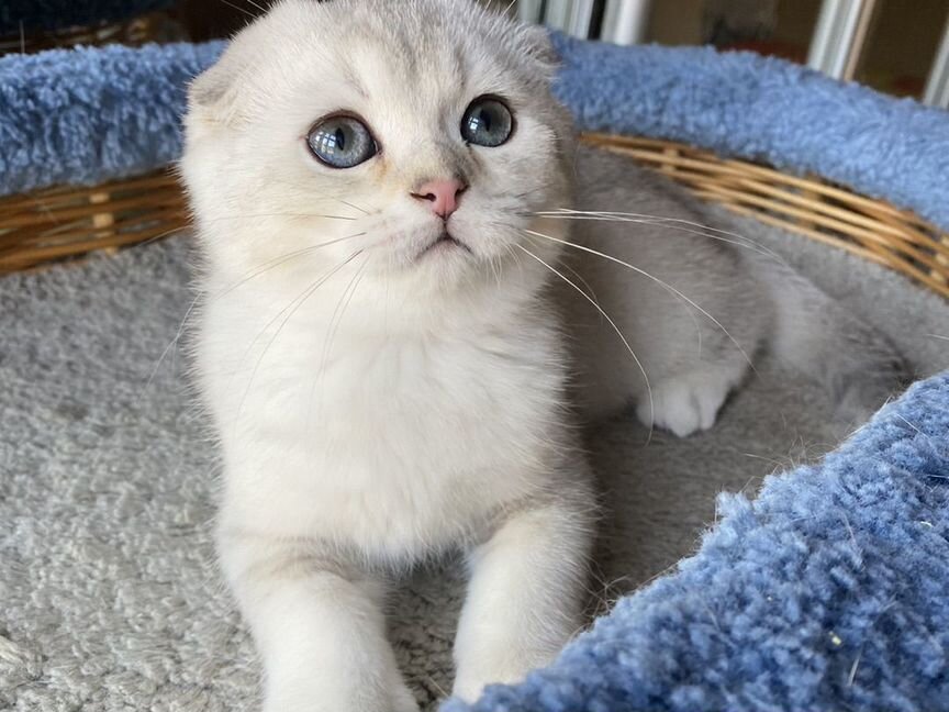 Чистопородные котята
