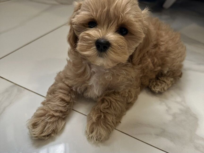 Мальтипу f1 micro mini Мальчик