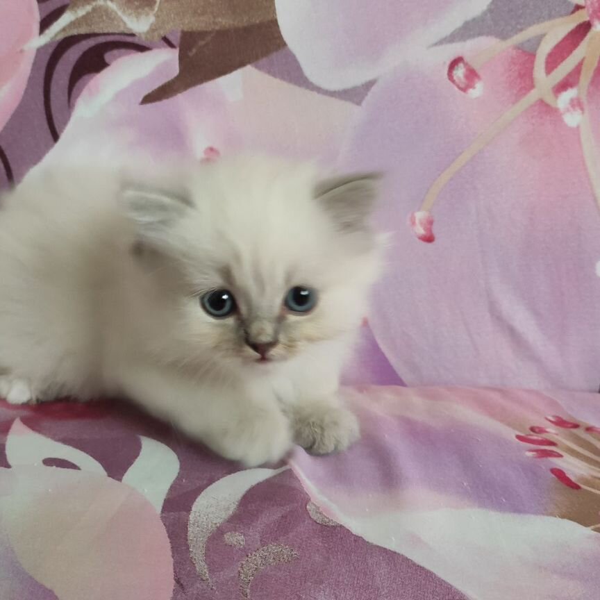 Невская маскарадная