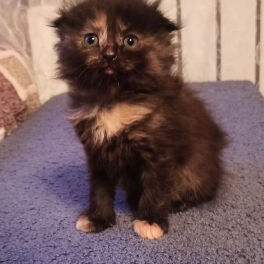 Кошечка в добрые руки