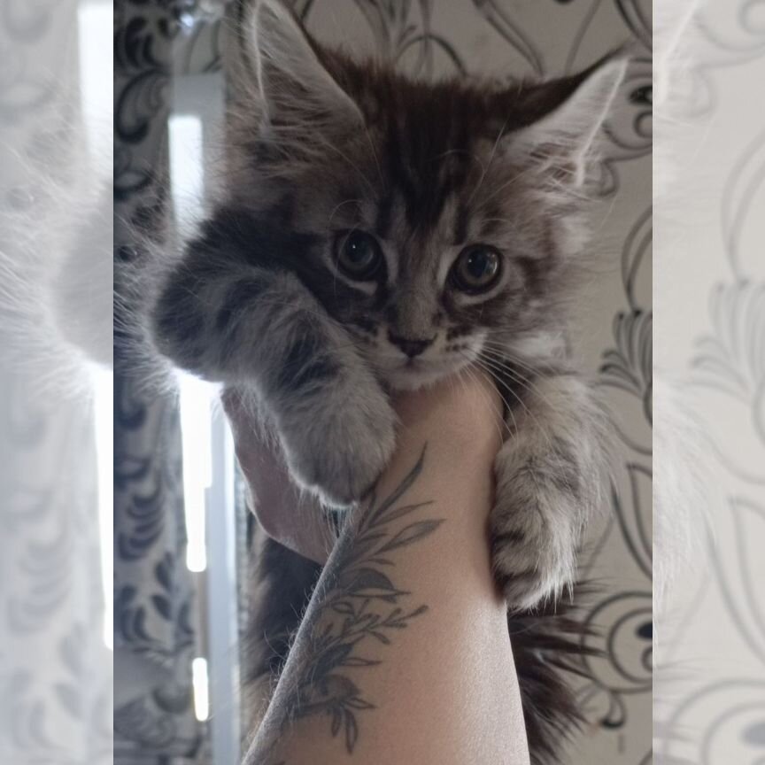 Котята мейн-кун