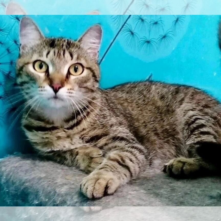 Взрослая кошка в добрые руки