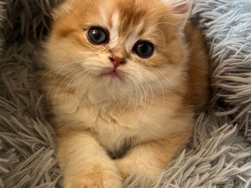 Британские котята золотая шиншилла