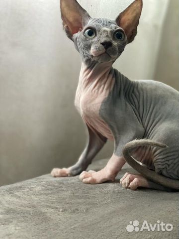 Биколорчик