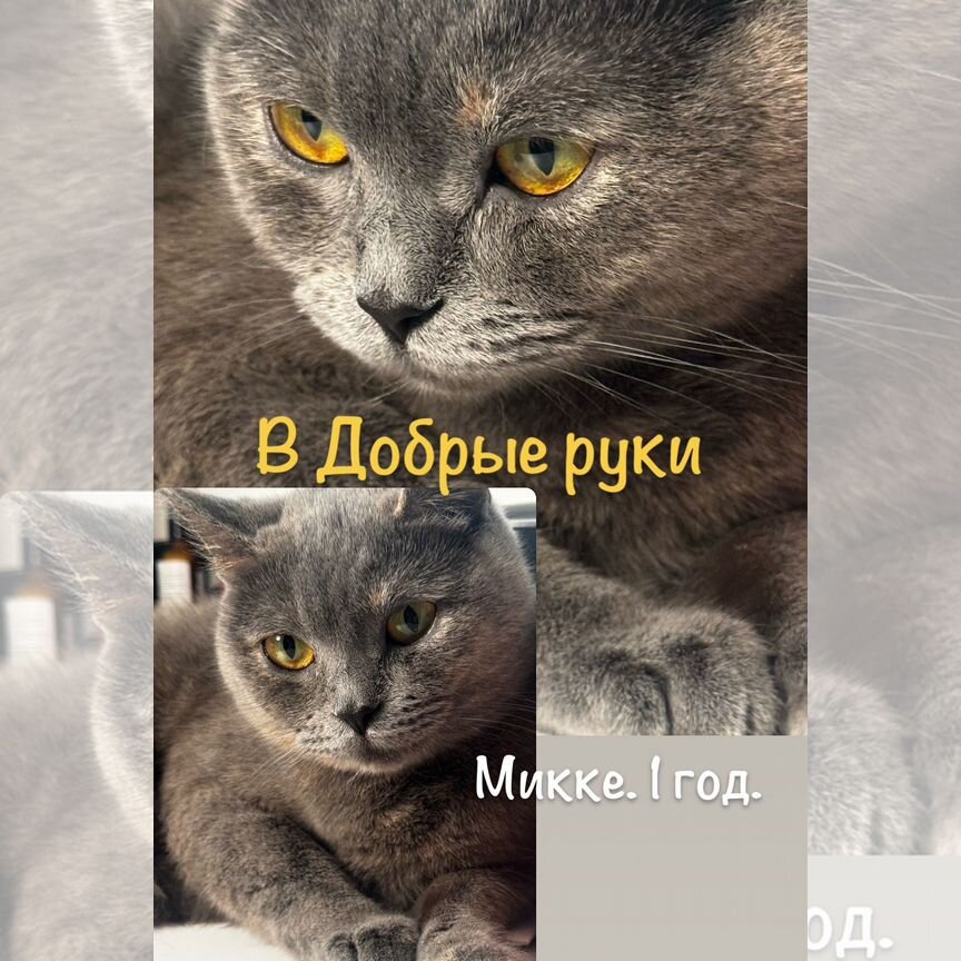 Британская короткошёрстная, взрослая кошка