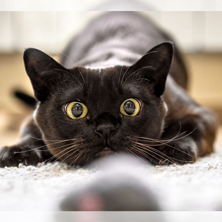 Домашняя кошка