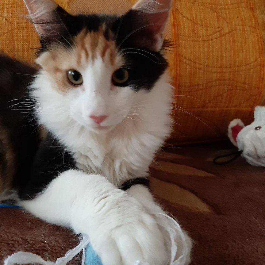 Котята норвежская лесная