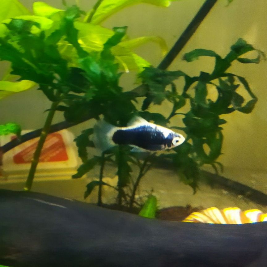 Пецилии мальки