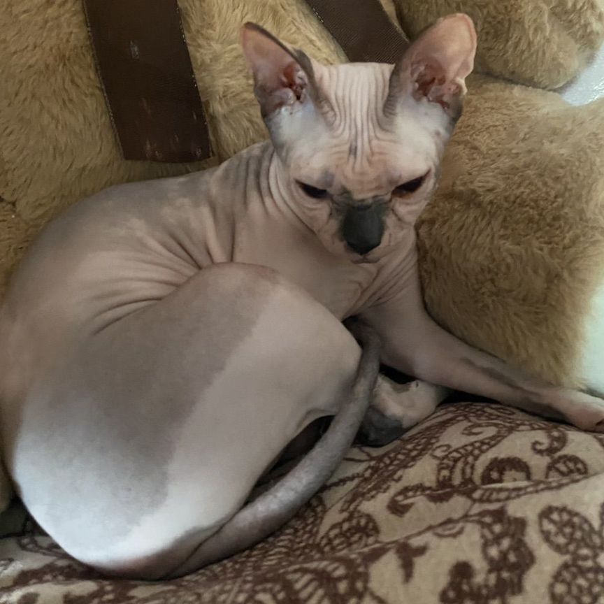 Донской сфинкс котёнок